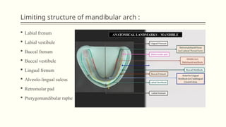 Anatomical landmarks of the mandibular arch.pptx