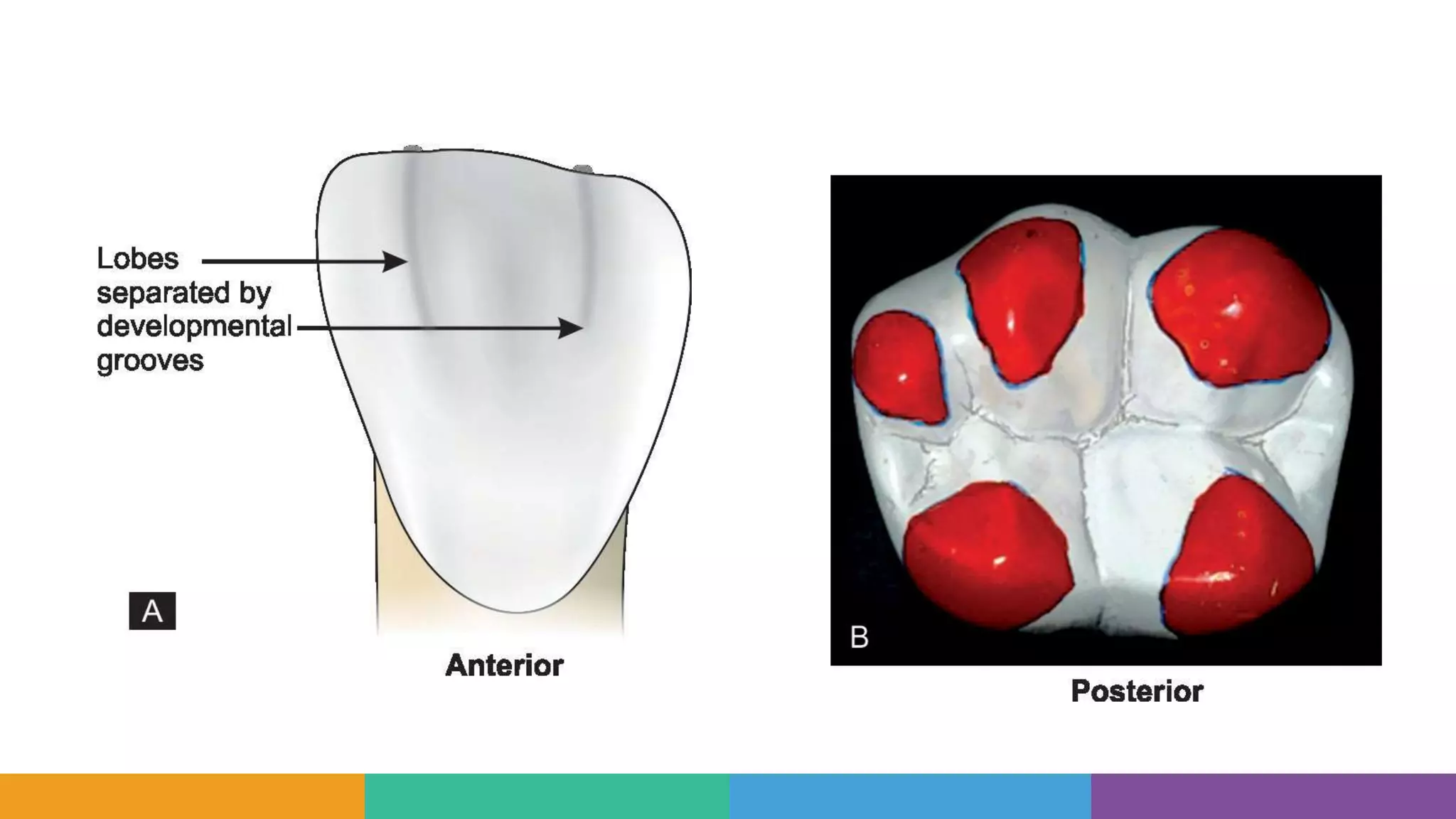 Anatomical Landmarks of tooth.pptx