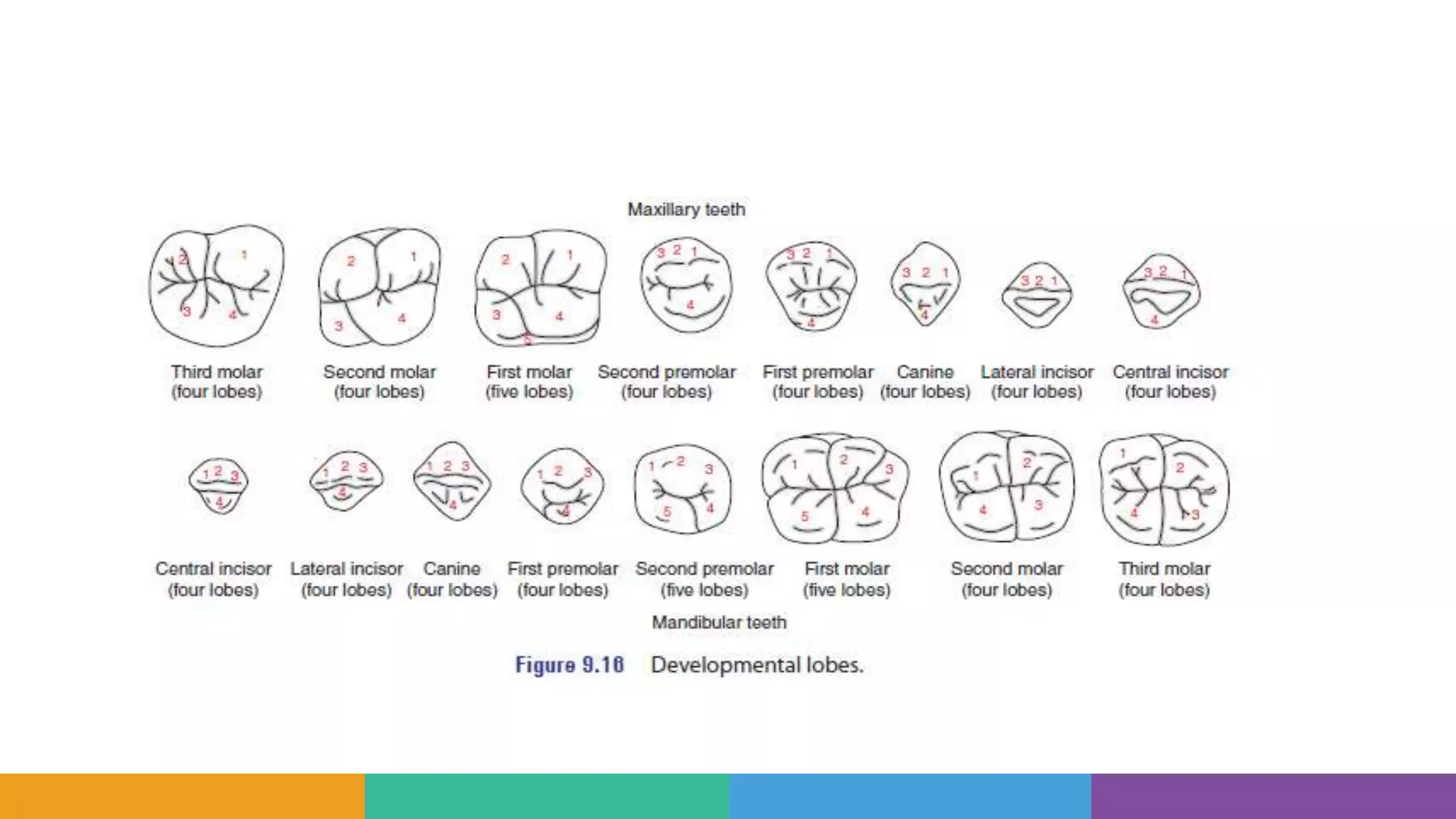 Anatomical Landmarks of tooth.pptx