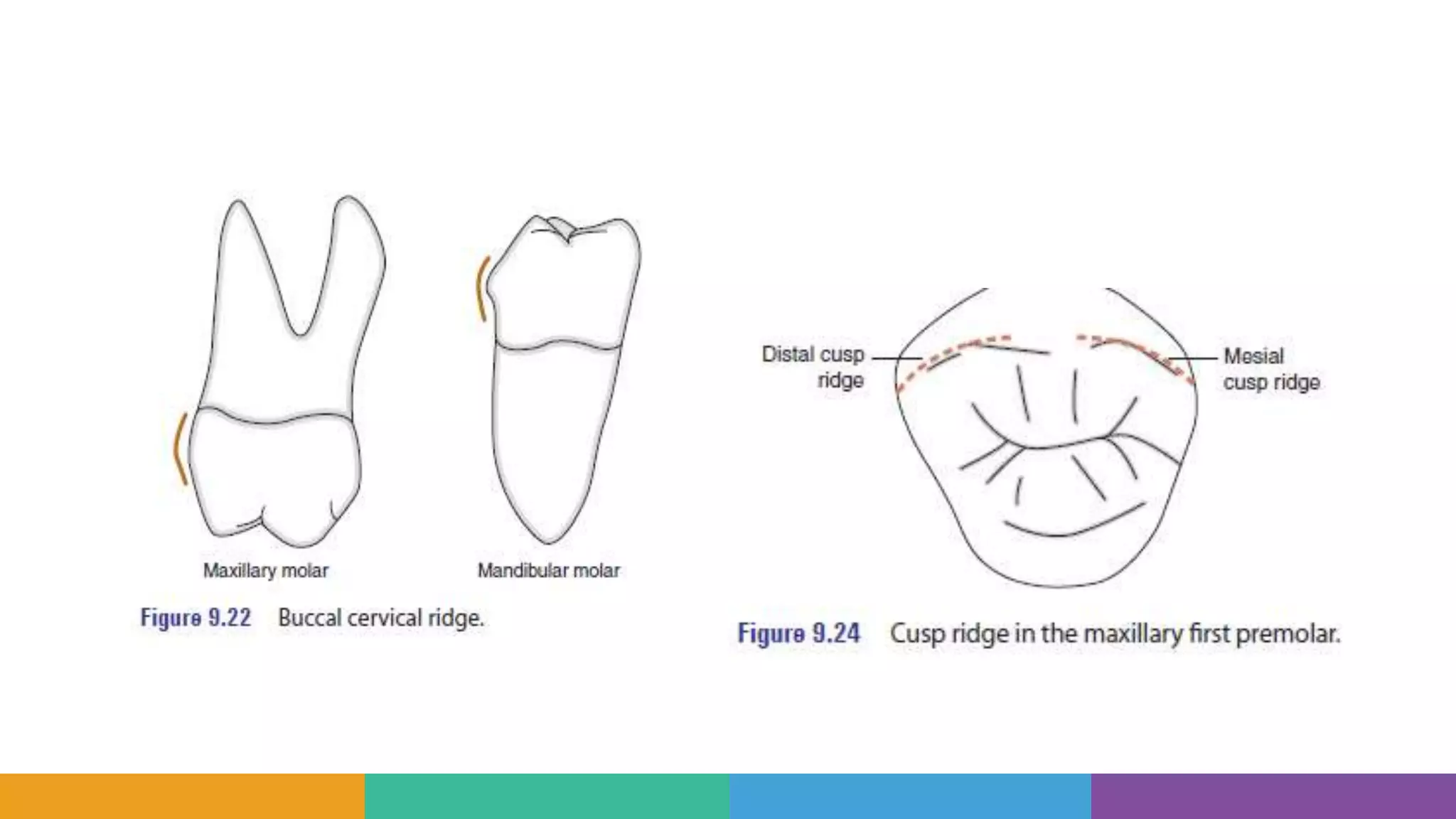 Anatomical Landmarks of tooth.pptx
