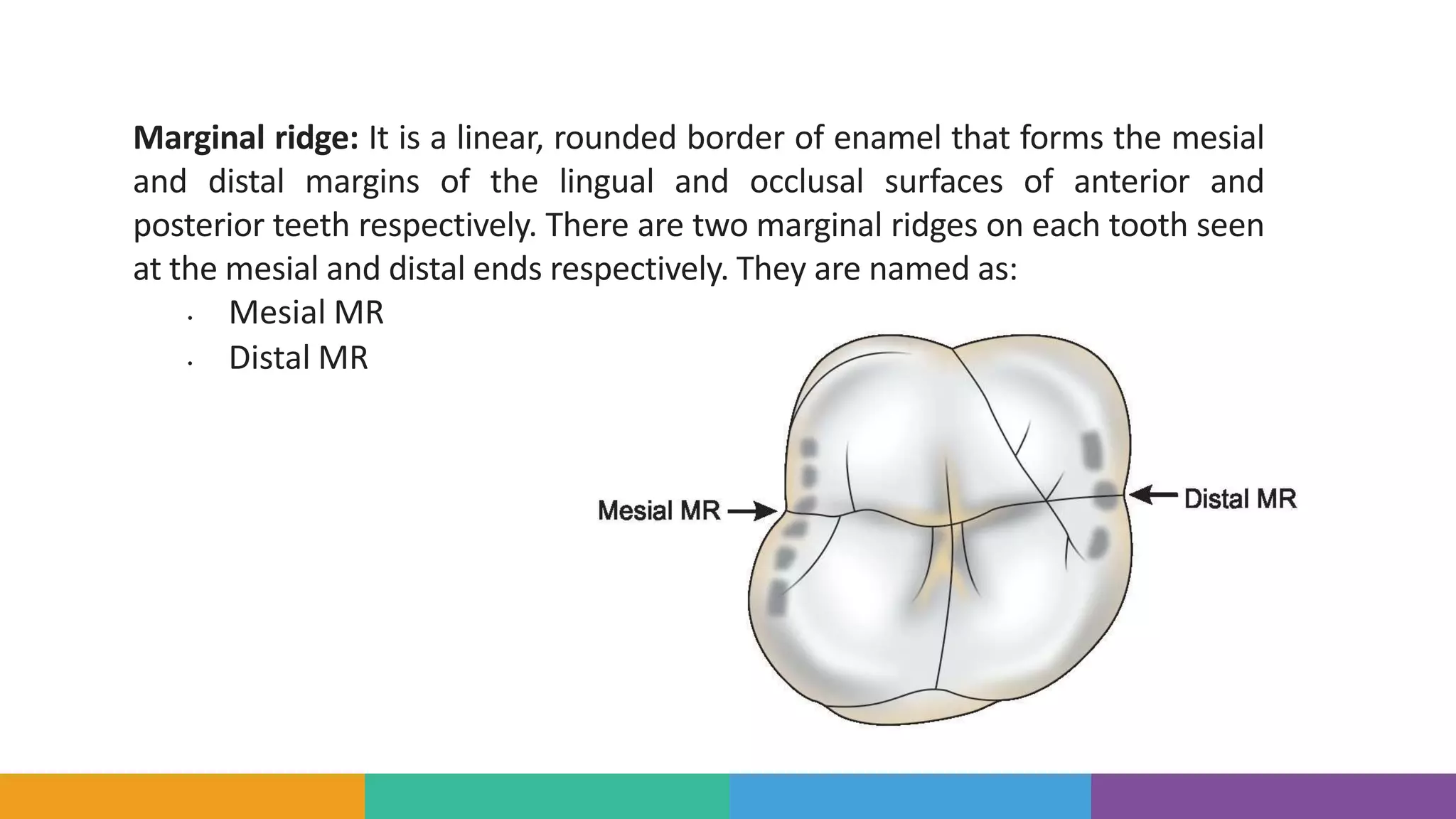 Anatomical Landmarks of tooth.pptx