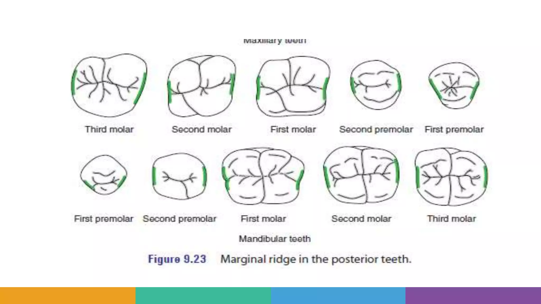 Anatomical Landmarks of tooth.pptx
