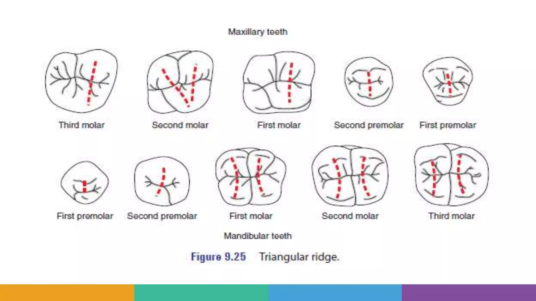 Anatomical Landmarks of tooth.pptx