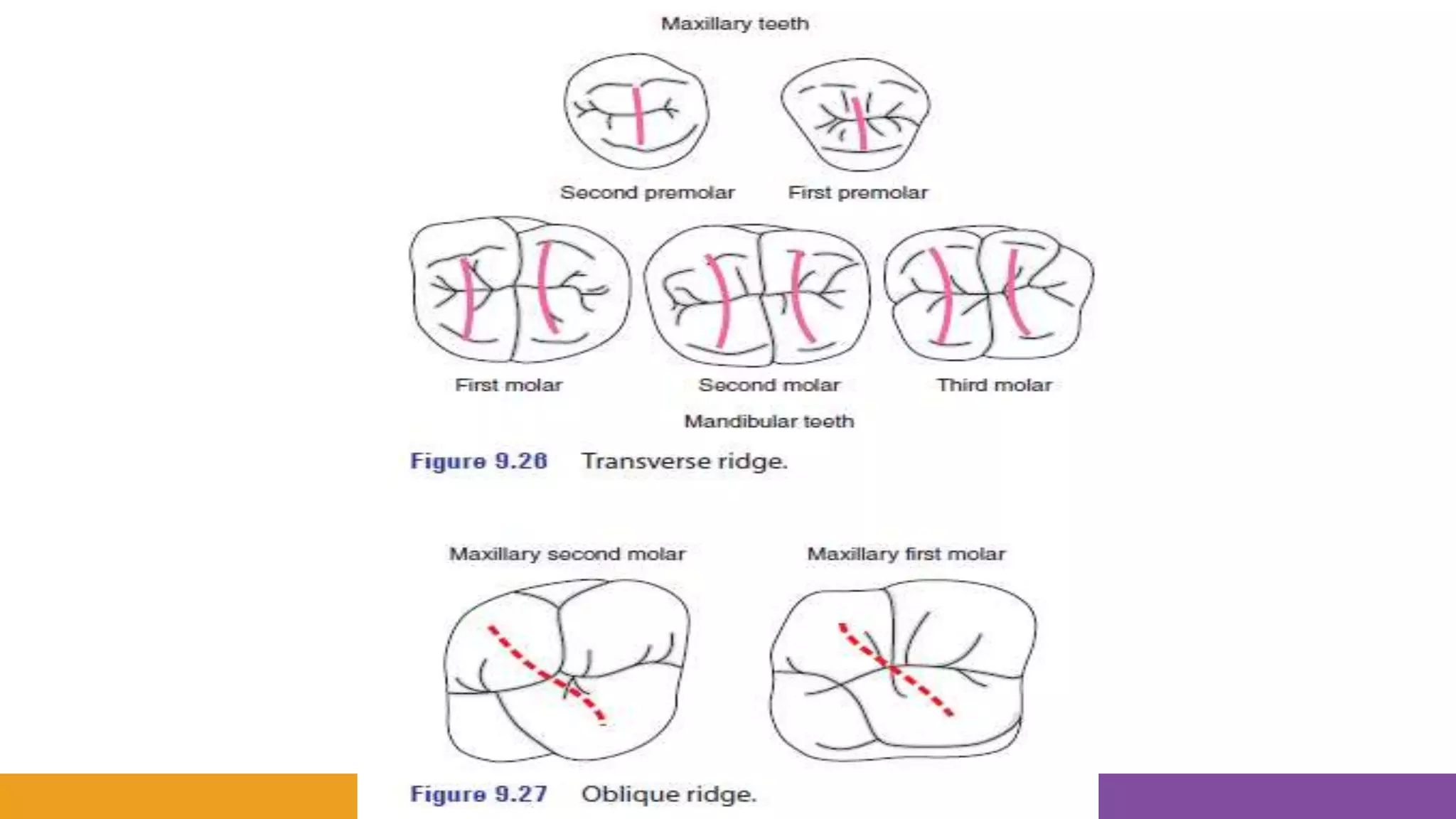Anatomical Landmarks of tooth.pptx