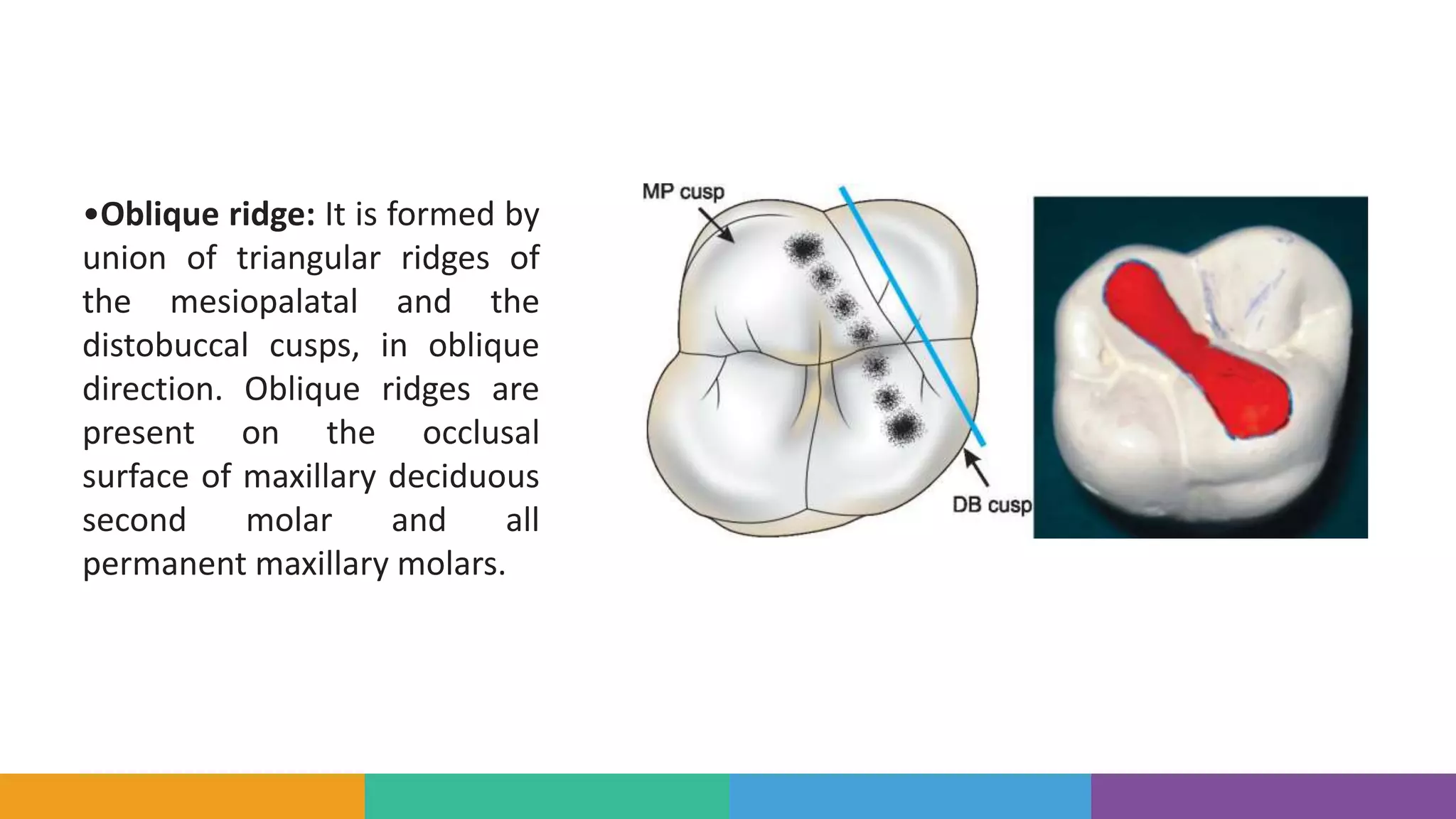 Anatomical Landmarks of tooth.pptx
