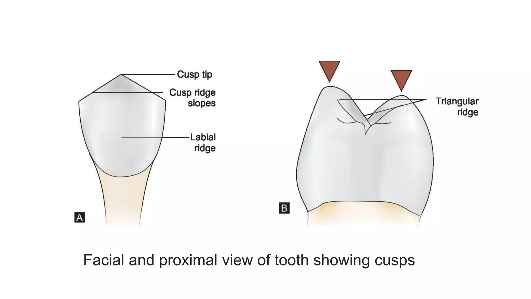 Anatomical Landmarks of tooth.pptx