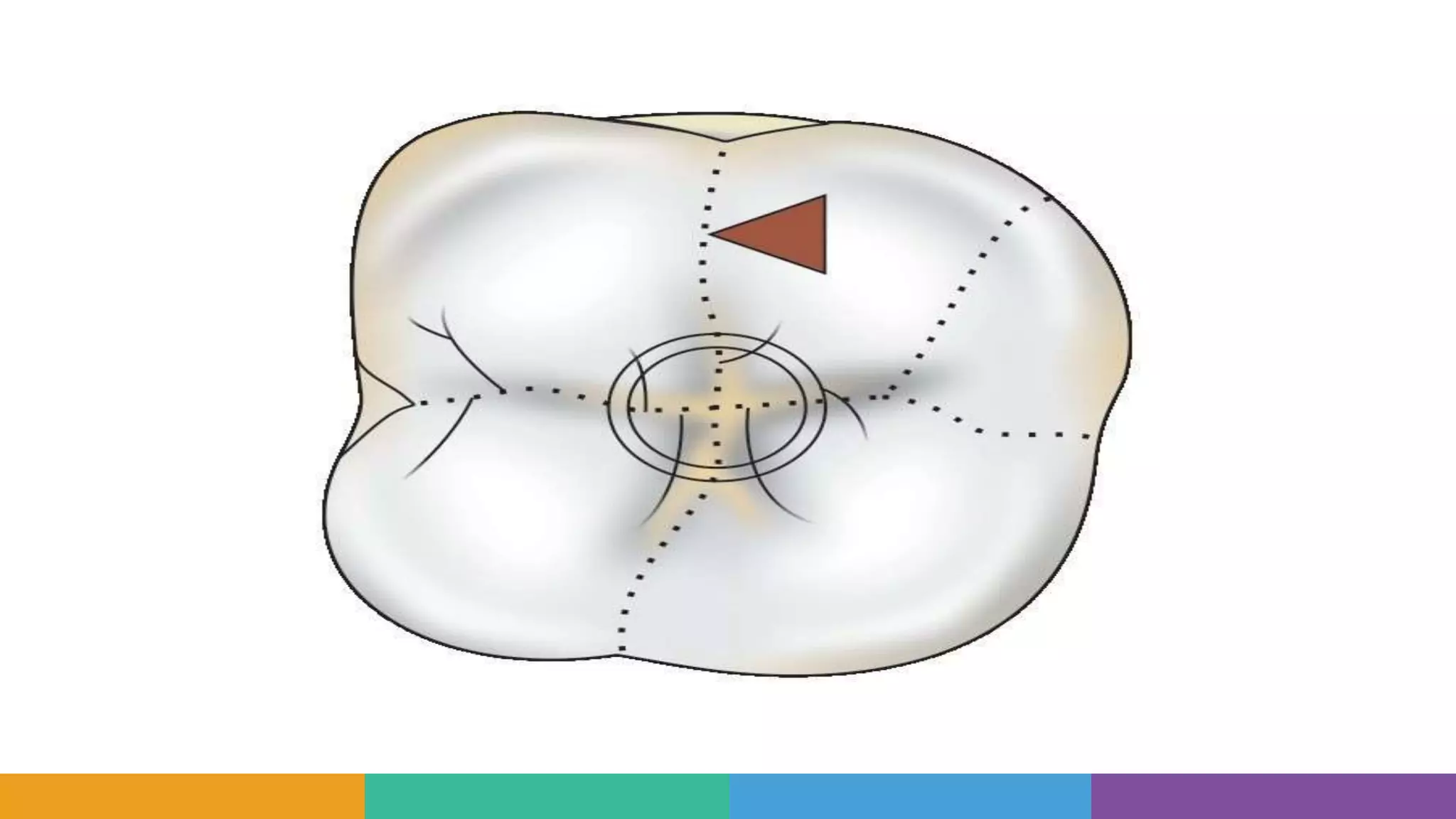 Anatomical Landmarks of tooth.pptx | Dental Health | Diseases and ...