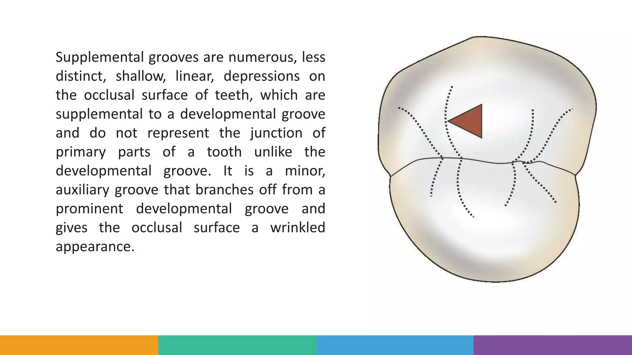 Anatomical Landmarks of tooth.pptx | Dental Health | Diseases and ...