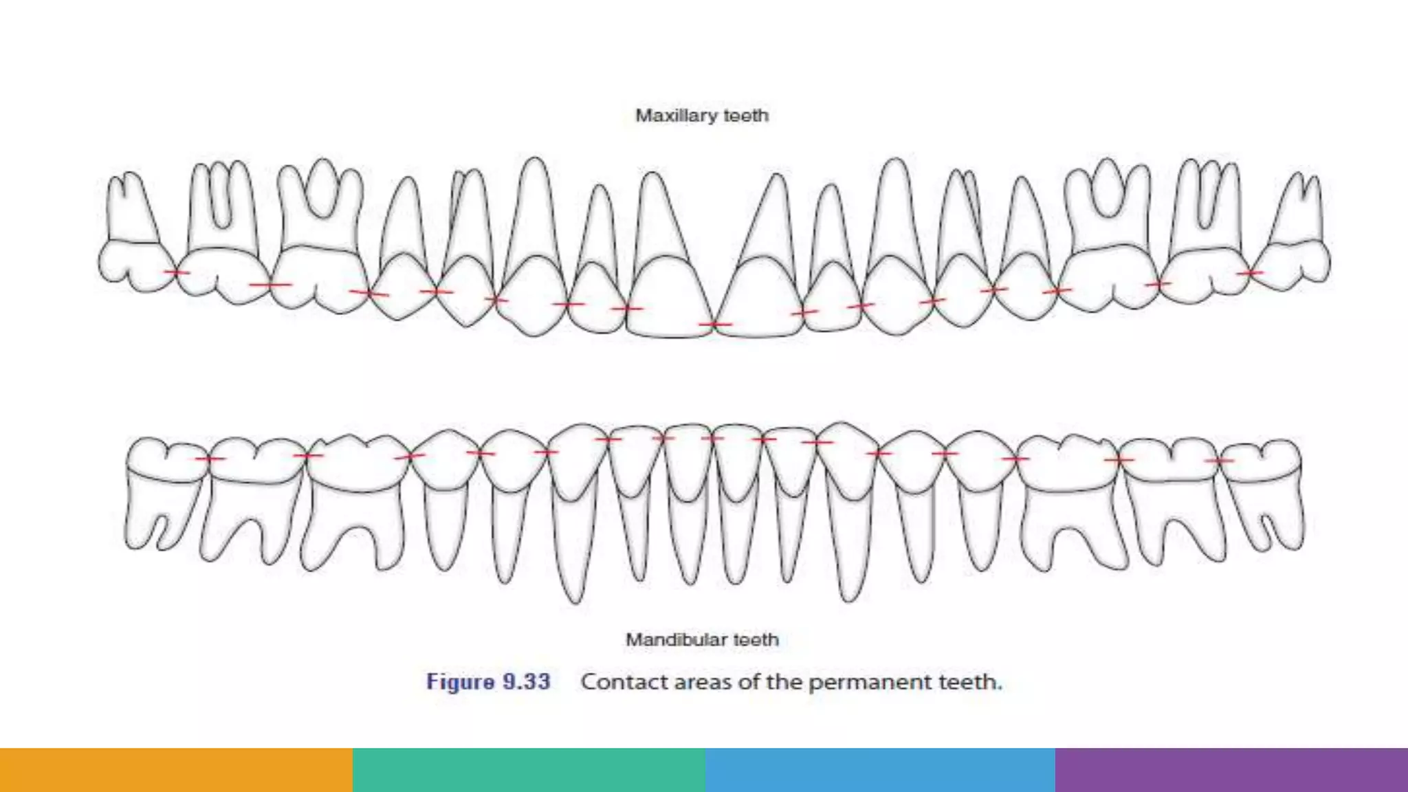 Anatomical Landmarks of tooth.pptx | Dental Health | Diseases and ...