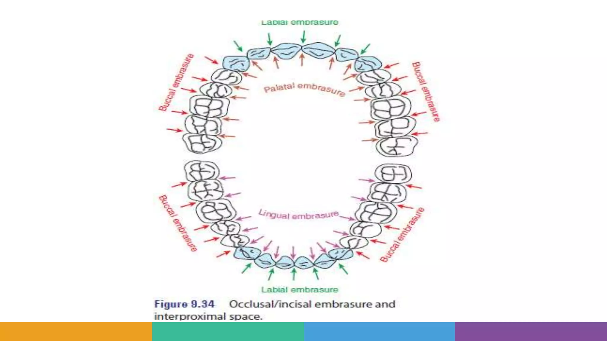 Anatomical Landmarks of tooth.pptx