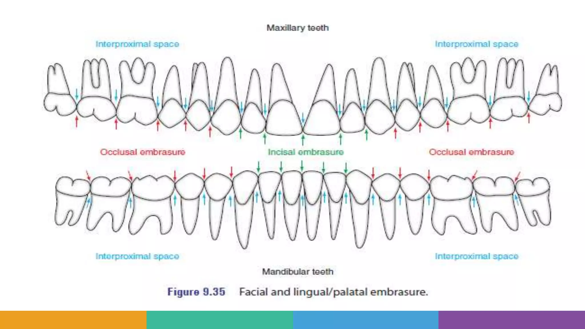 Anatomical Landmarks of tooth.pptx
