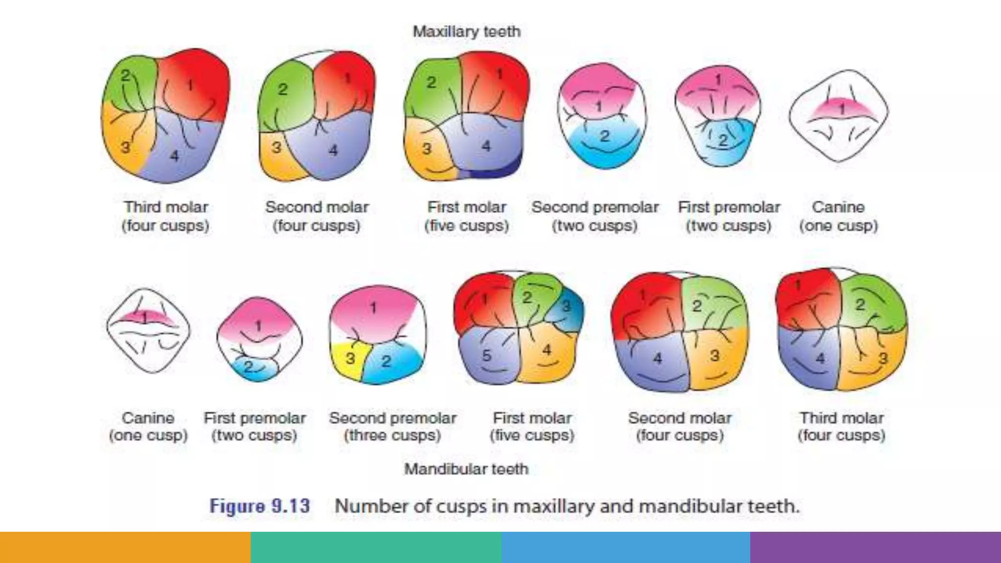 Anatomical Landmarks of tooth.pptx