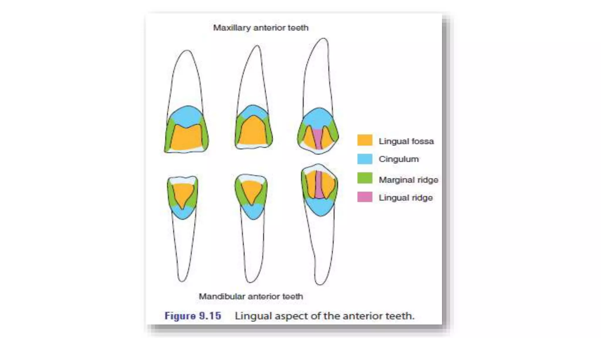 Anatomical Landmarks of tooth.pptx