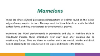 Anatomical Landmarks of tooth.pptx