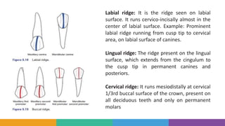 Anatomical Landmarks of tooth.pptx