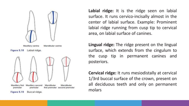 Anatomical Landmarks of tooth.pptx | Dental Health | Diseases and ...