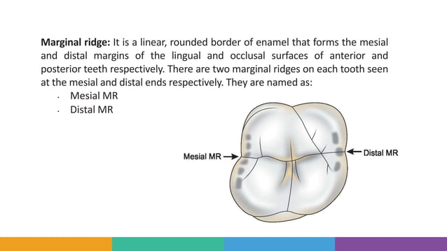 Anatomical Landmarks of tooth.pptx | Dental Health | Diseases and ...