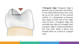 Anatomical Landmarks of tooth.pptx
