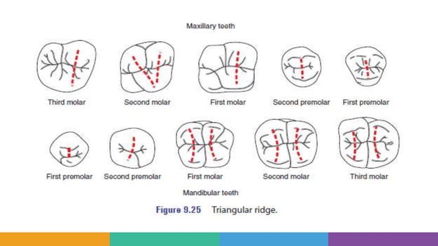 Anatomical Landmarks of tooth.pptx | Dental Health | Diseases and ...