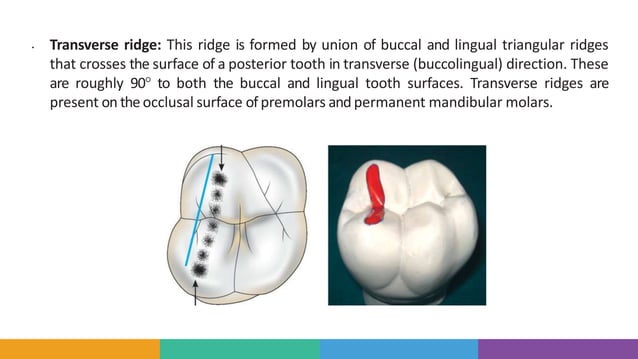 Anatomical Landmarks of tooth.pptx | Dental Health | Diseases and ...
