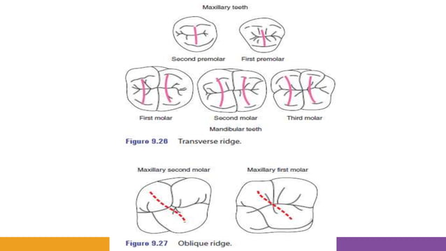Anatomical Landmarks of tooth.pptx | Dental Health | Diseases and ...