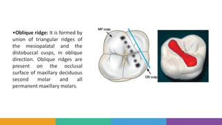 Anatomical Landmarks of tooth.pptx