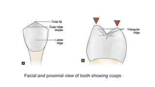 Anatomical Landmarks of tooth.pptx
