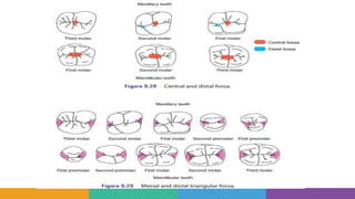 Anatomical Landmarks of tooth.pptx