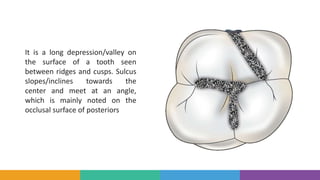 Anatomical Landmarks of tooth.pptx