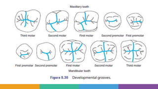 Anatomical Landmarks of tooth.pptx