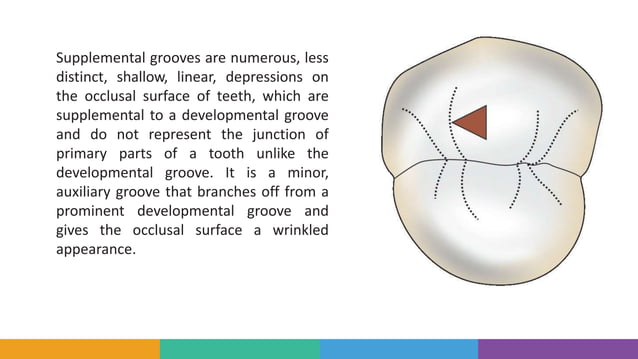 Anatomical Landmarks of tooth.pptx | Dental Health | Diseases and ...