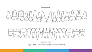 Anatomical Landmarks of tooth.pptx