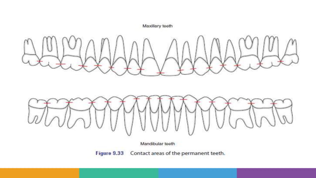 Anatomical Landmarks of tooth.pptx | Dental Health | Diseases and ...