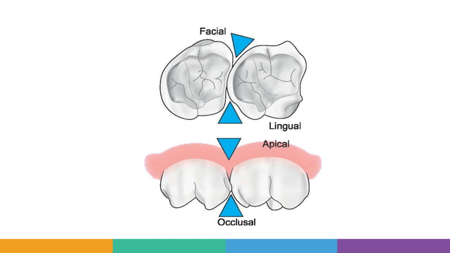 Anatomical Landmarks of tooth.pptx | Dental Health | Diseases and ...