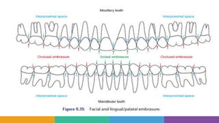 Anatomical Landmarks of tooth.pptx