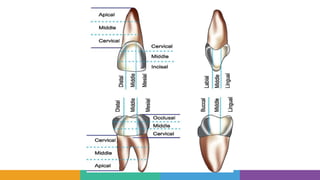 Anatomical Landmarks of tooth.pptx