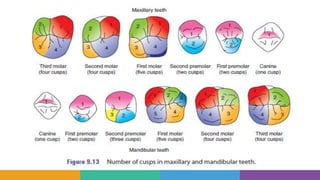 Anatomical Landmarks of tooth.pptx