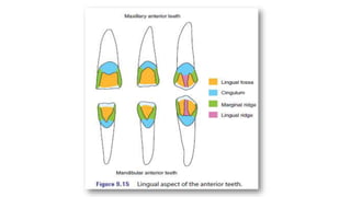 Anatomical Landmarks of tooth.pptx