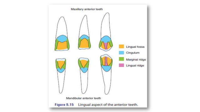Anatomical Landmarks of tooth.pptx | Dental Health | Diseases and ...
