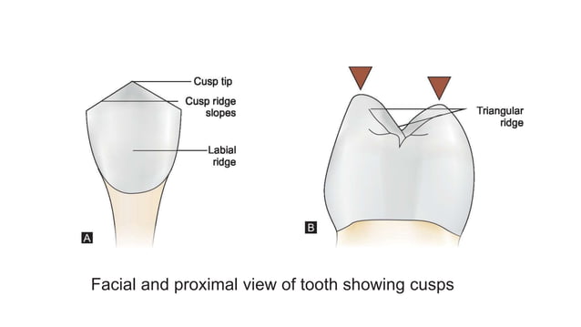 Anatomical Landmarks of tooth.pptx