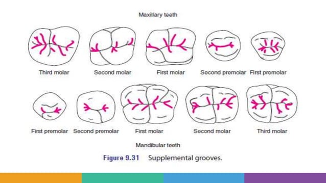 Anatomical Landmarks of tooth.pptx