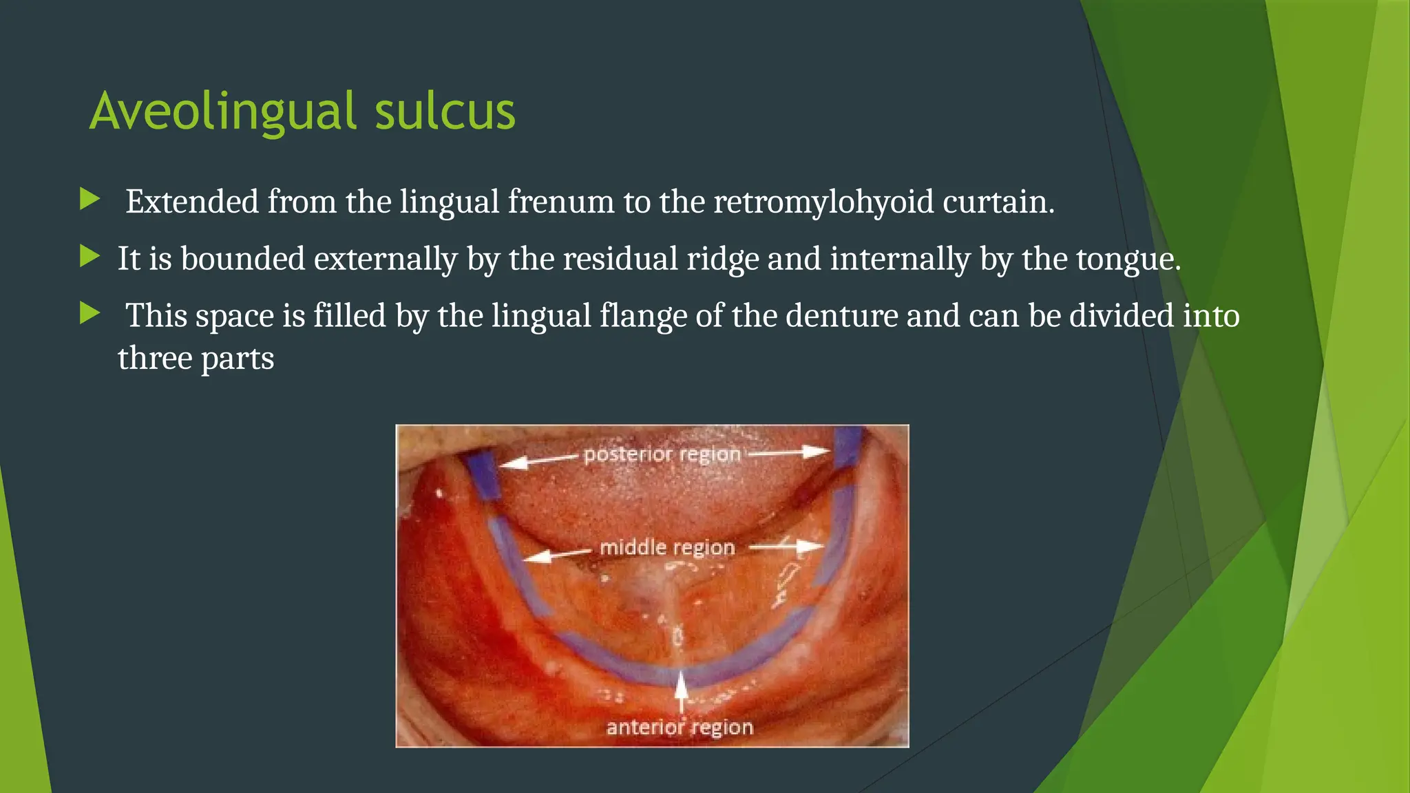 anatomical landmarks dentsl pedagogy.pptx