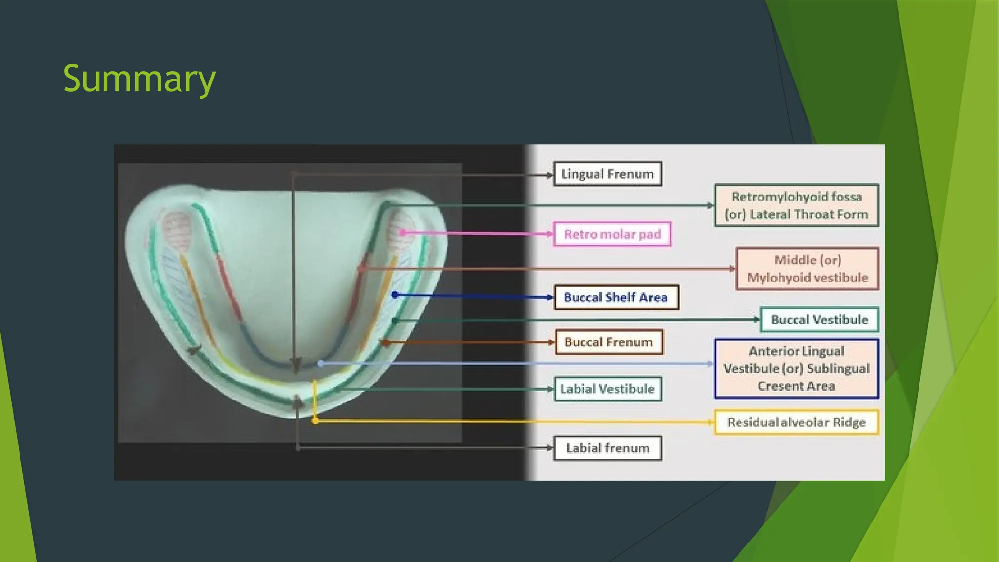 anatomical landmarks dentsl pedagogy.pptx