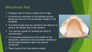 anatomical landmarks dentsl pedagogy.pptx
