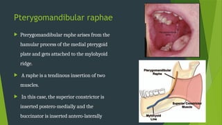 anatomical landmarks dentsl pedagogy.pptx