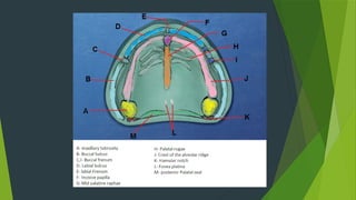 anatomical landmarks dentsl pedagogy.pptx