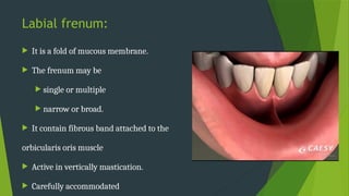 anatomical landmarks dentsl pedagogy.pptx