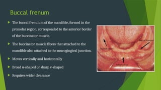 anatomical landmarks dentsl pedagogy.pptx