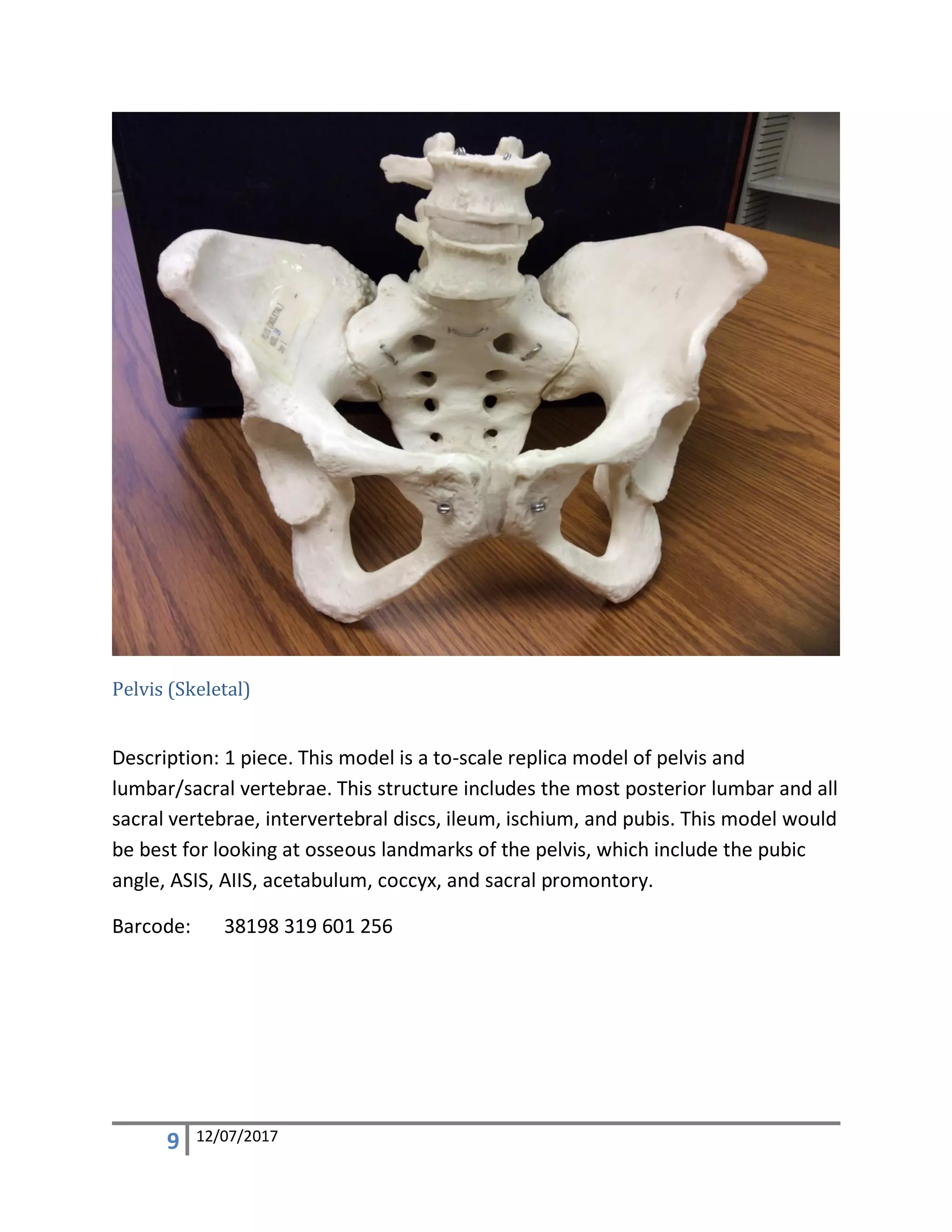 LHSP Anatomical Models Catalog v.6 | PDF