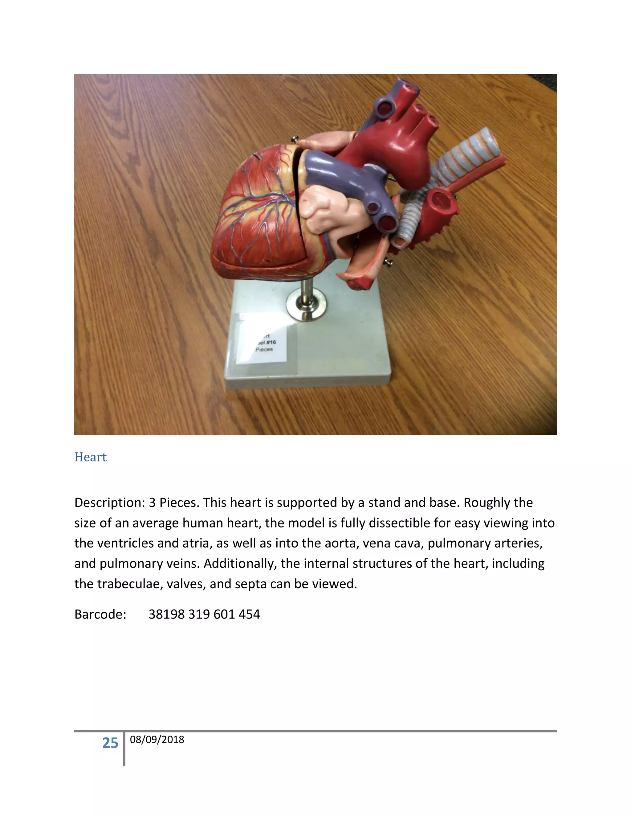 LHSP Anatomical Models Catalog v.7 | PDF